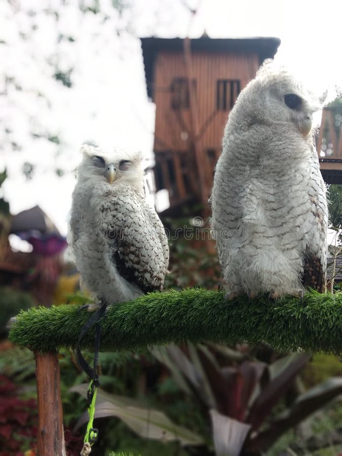 Two white owl stock image. Image of falcon, hawk, bird - 221708137