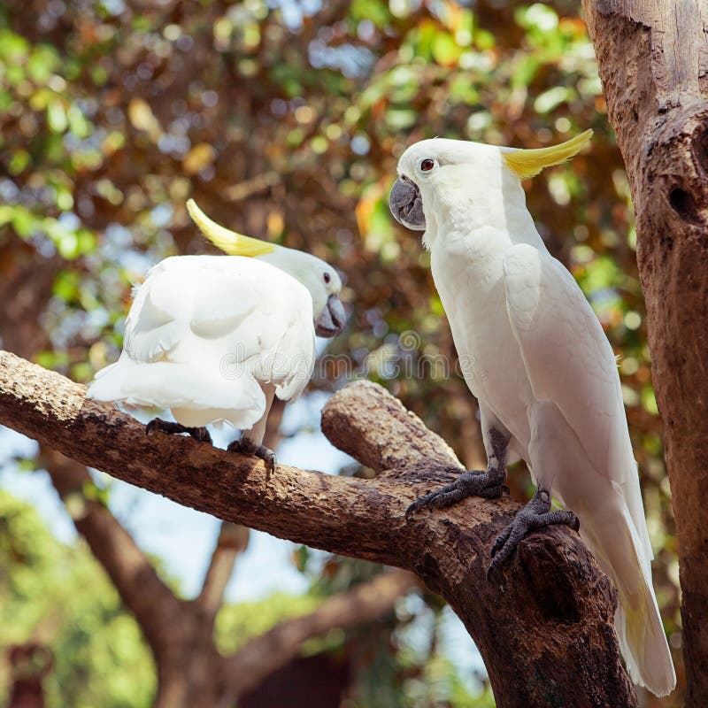 Two White Parrot Bird Mating On Branch Wood. Stock Image - Image of ...