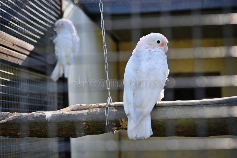 Two White Parrots in an Aviary in the Sparrow Bird Park Stock Image ...