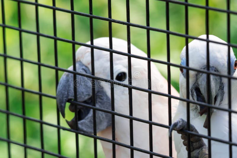 Parrots inside cage stock image. Image of metal, tropical - 126484505