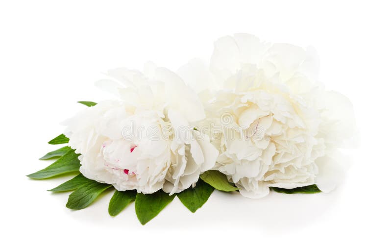 Two white peonies stock image. Image of purple, gift - 221978977