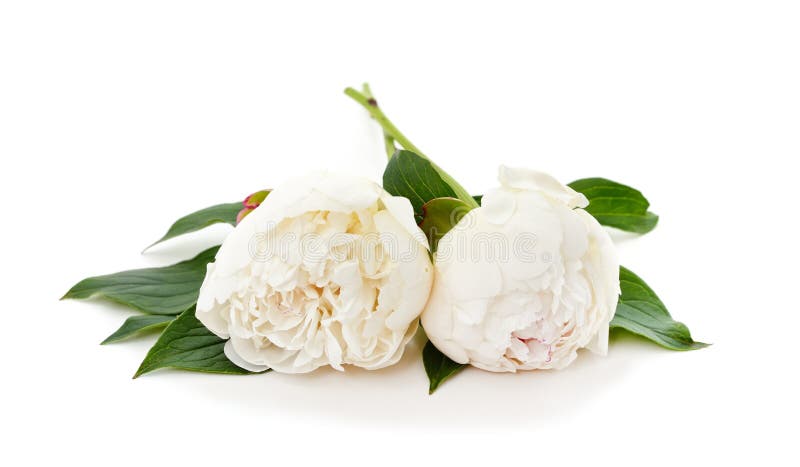 Two white peonies stock image. Image of decoration, bloom - 231100155