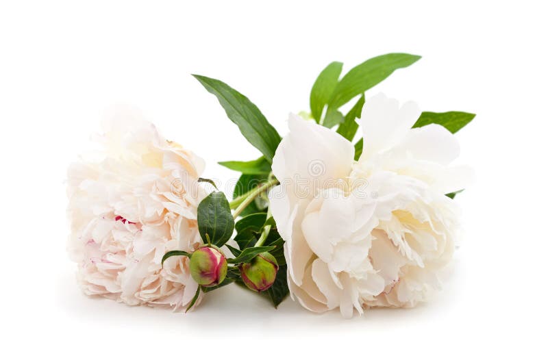 Two white peonies stock photo. Image of season, natural - 249132020