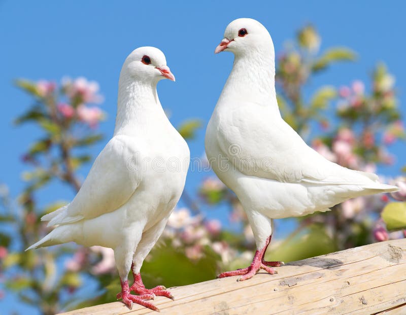 Two White Pigeon Flowering Background Photos - Free & Royalty-Free ...