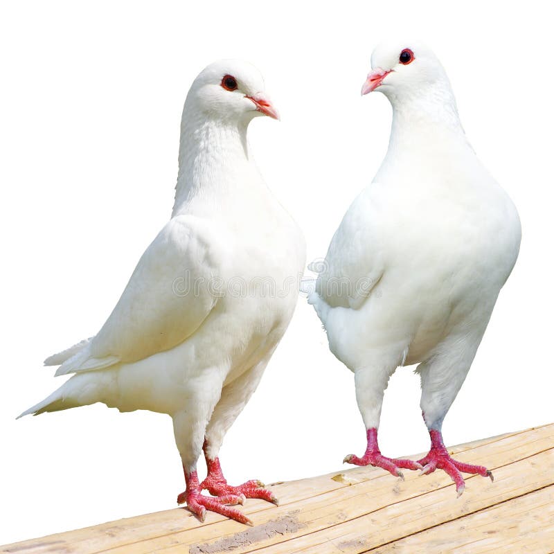 Two White Pigeon Imperial Pigeon Stock Photos - Free & Royalty-Free ...