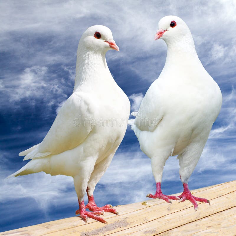 49 Two White Pigeon Imperial Pigeon Photos - Free & Royalty-Free Stock ...