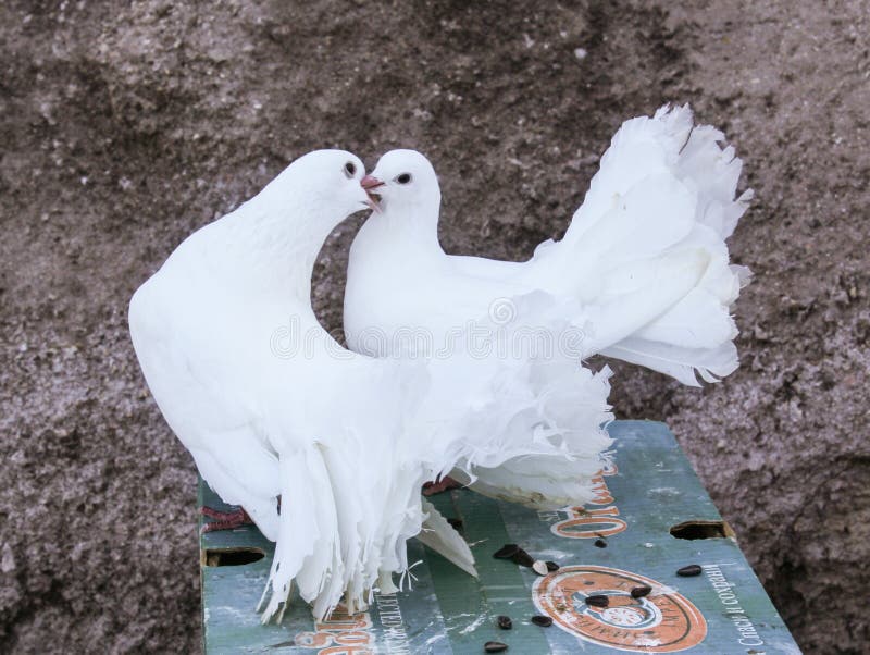 Two white pigeons. stock photo. Image of birds, pigeon - 100153108