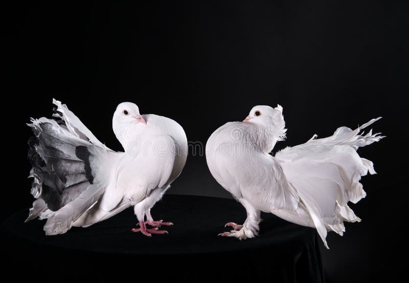Hand Releasing White Pigeons Stock Image - Image of gesturing, feathers ...