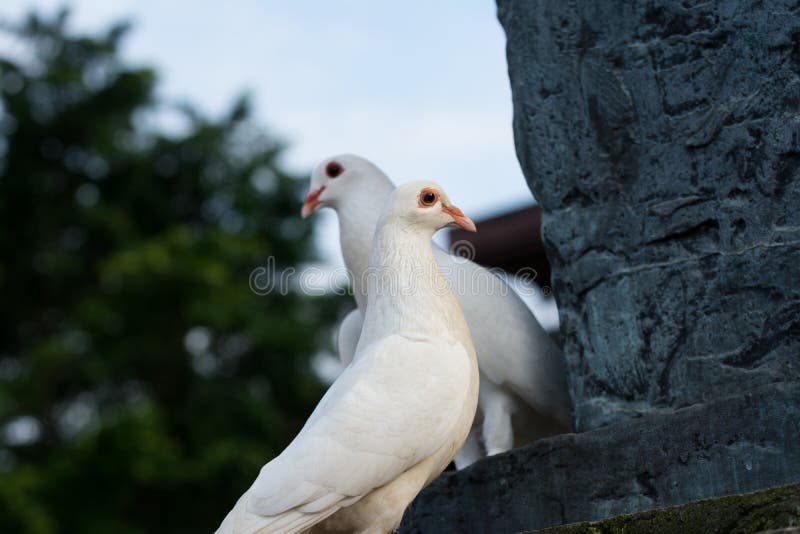 Two white pigeons stock photo. Image of animal, flying - 71514230