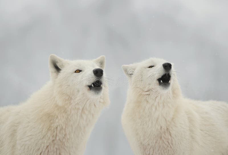 Two White Polar Howling Wolves Against the Backdrop of Winter Forest ...