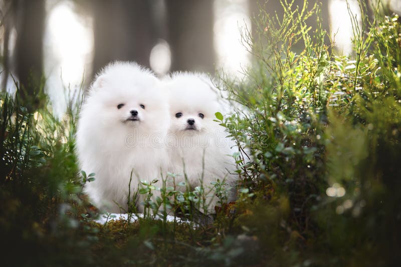 Two White Pomeranian Spitz Puppies Posing in the Forest in Spring Stock ...