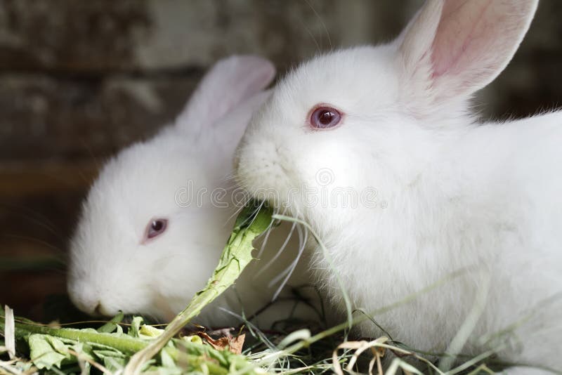 Two White Rabbit Eating Fresh Grass River Stock Photo - Image of bunny ...