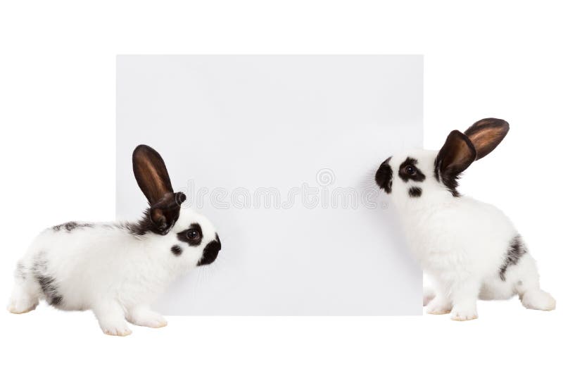 Two white rabbit stock image. Image of isolated, plate - 51725655