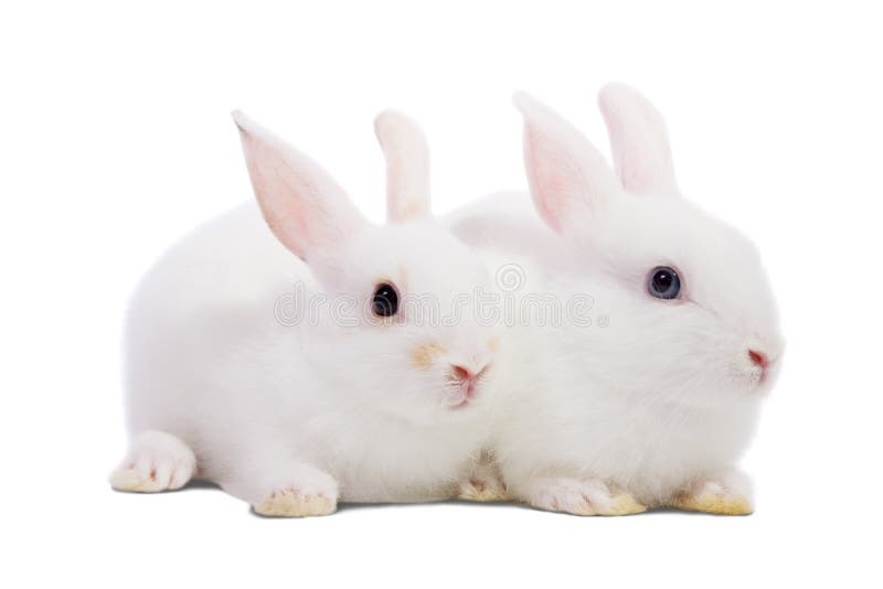 Two white rabbits stock photo. Image of mammal, isolated - 15435572