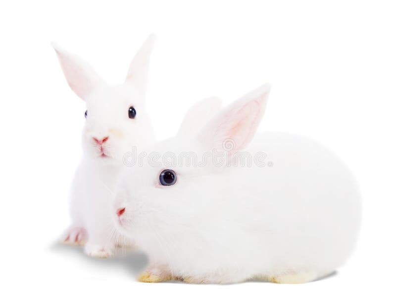 Two white rabbits stock image. Image of bunny, couple - 15940895