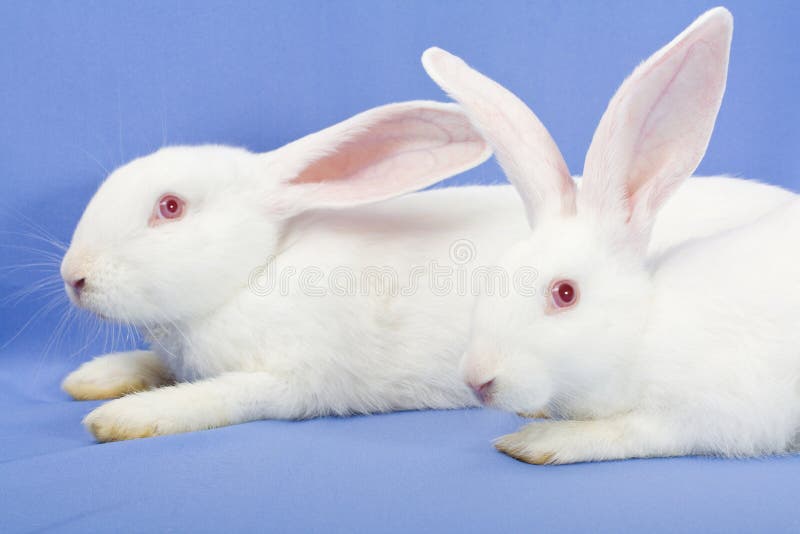 Rabbit on a Blue Background Stock Photo - Image of dwarf, farm: 15597740