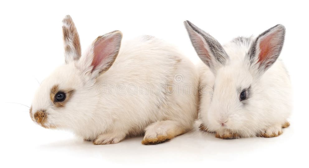 258 Spotted Rabbits Stock Photos - Free & Royalty-Free Stock Photos ...