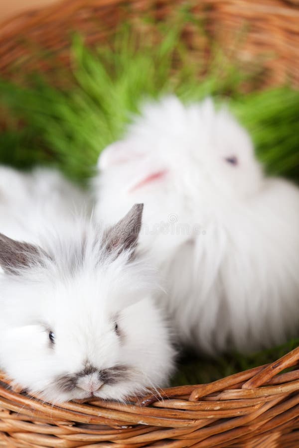 Two White Rabbits are in the Basket Stock Photo - Image of mammal ...