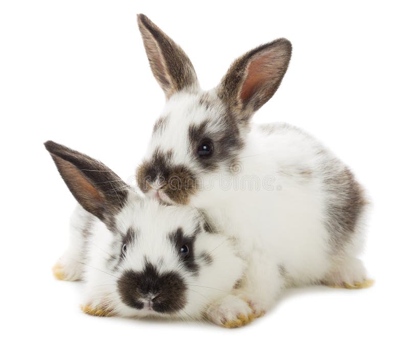 29,900 Rabbits Stock Photos - Free & Royalty-Free Stock Photos from ...