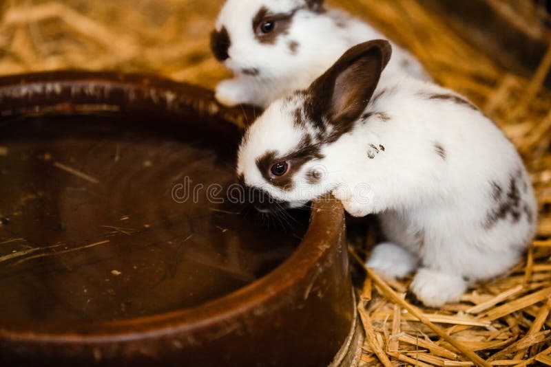 Two White Rabbits Drinking Water from Baked Clay Disc. Selective Focus ...