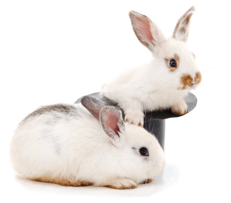 Two white rabbits. stock photo. Image of background, mammals - 87807254