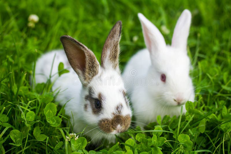 Two White Rabbits Sitting in Grass Stock Photo - Image of tame, flower ...