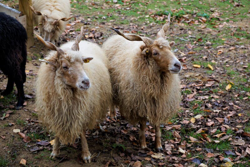 Two White Racka Sheep Looking To the Right Stock Photo - Image of ...