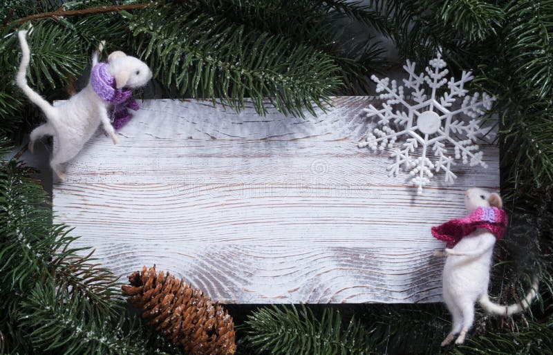 Two White Rats on a Wooden Board. Around the Spruce Branch Stock Photo ...