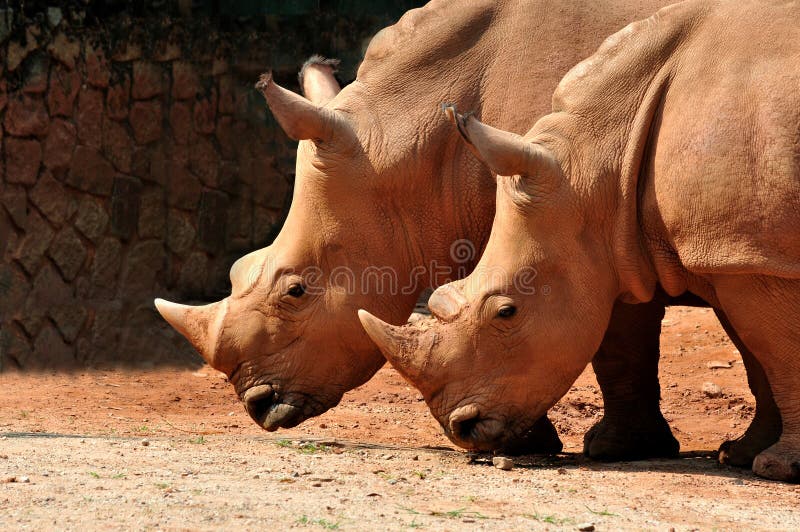 Two White Rhinoceros stock image. Image of mammals, africa - 11602351
