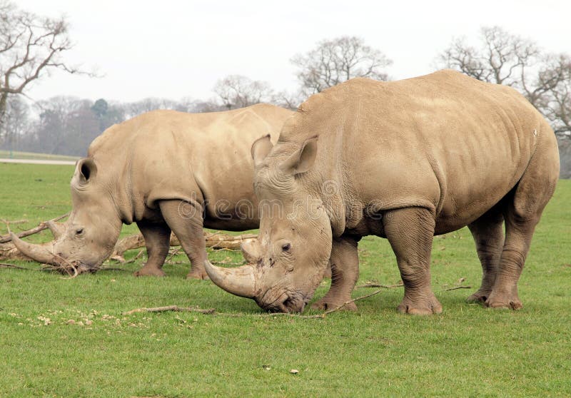 Two White Rhinoceros stock photo. Image of animals, animal - 20100364