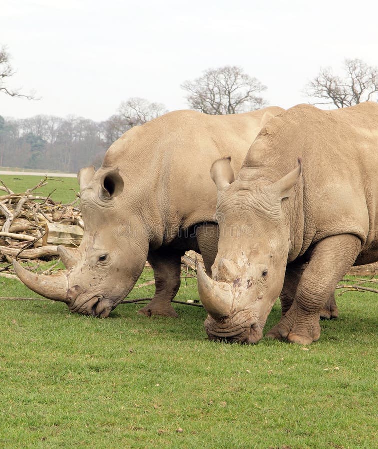 Two White Rhinos eating stock image. Image of rhinoceroses - 20100385