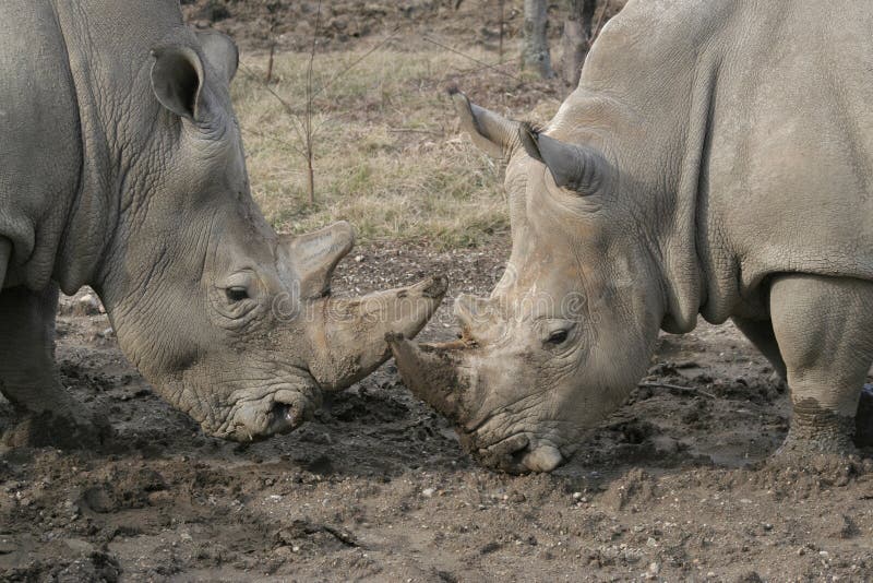 Two White Rhinos Pushing Each Other Stock Photo - Image of massive ...