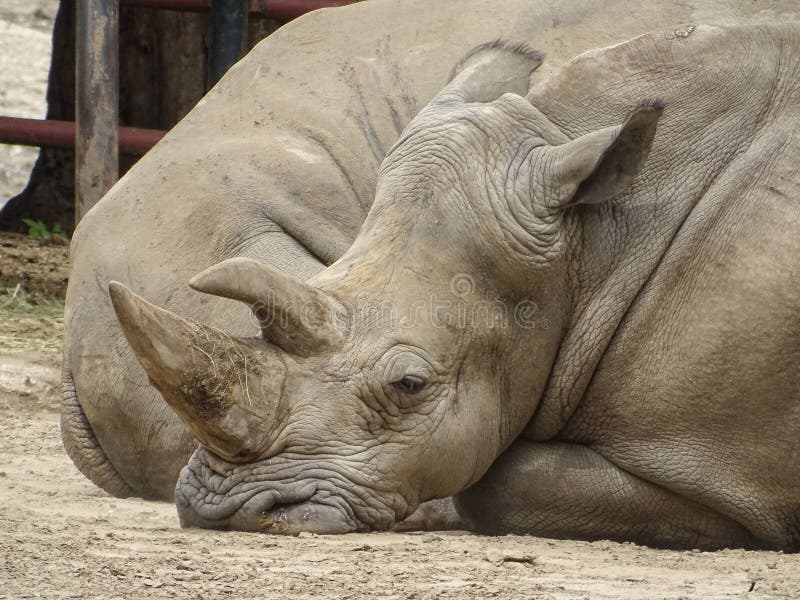 Two White Rhinos are Resting on the Ground at Zoo Stock Photo - Image ...