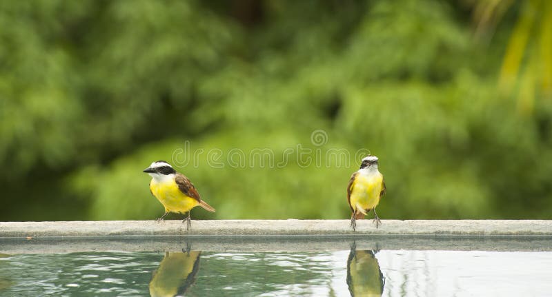 Two White Ringed Flycatchers Rest by a Pool Stock Photo - Image of tree ...