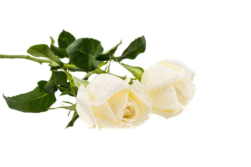 Two White Rose Isolated on White Background Stock Photo - Image of ...