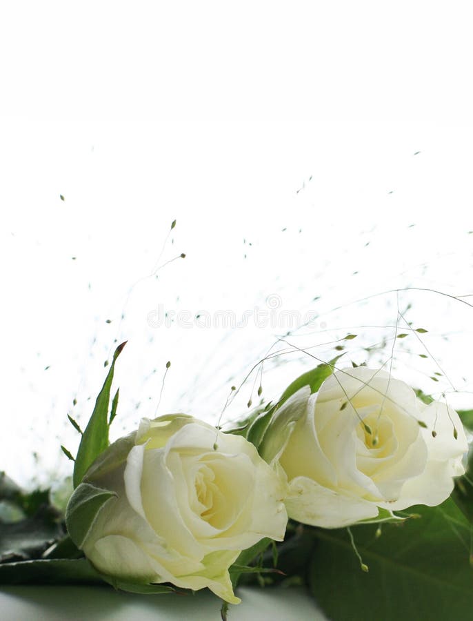 White Roses stock photo. Image of wedding, flowers, bunch - 2030262