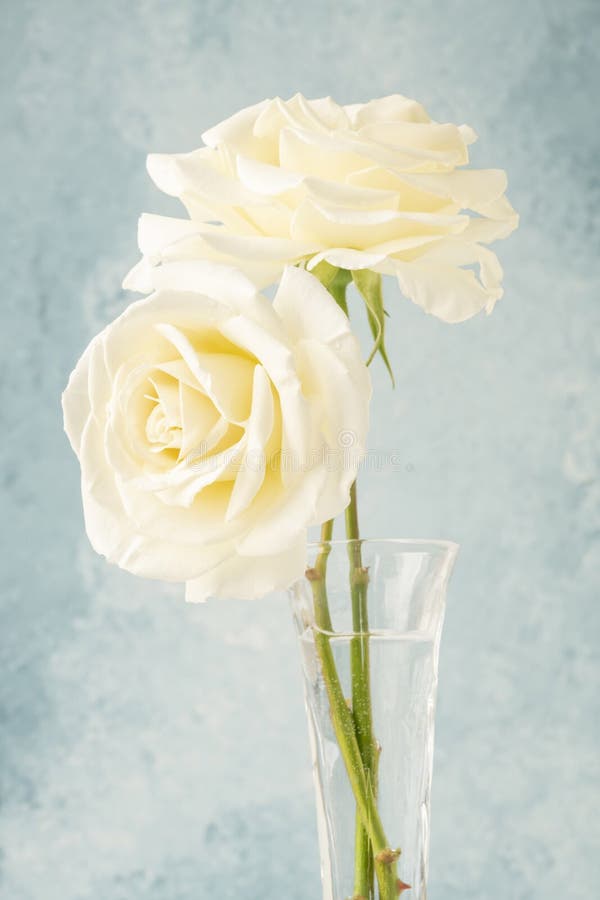 Two White Roses on Blue Background with Copy Space Stock Image - Image ...