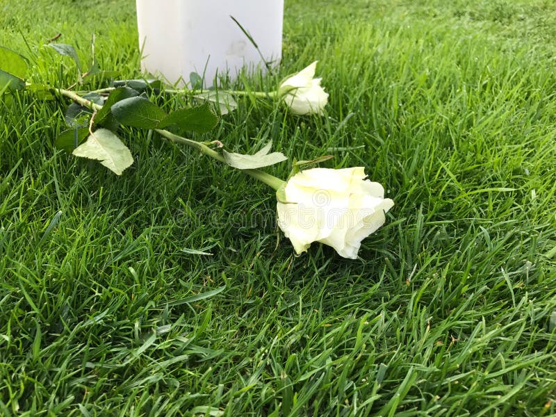 Stonefy - Contributor Profile on Dreamstime