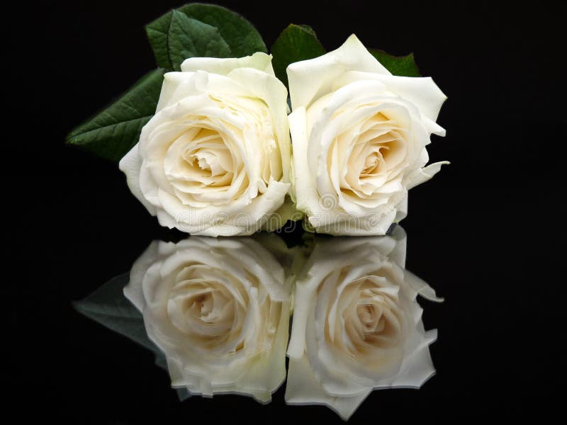 Two White Roses With Mirror Image On Black Stock Photo - Image: 31405376