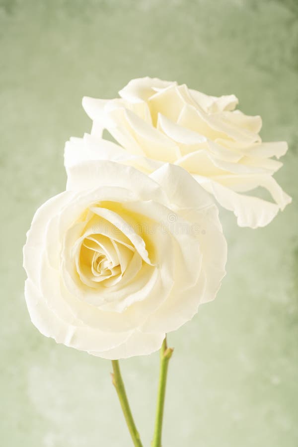 Two White Roses Over Green with Copy Space Stock Image - Image of ...