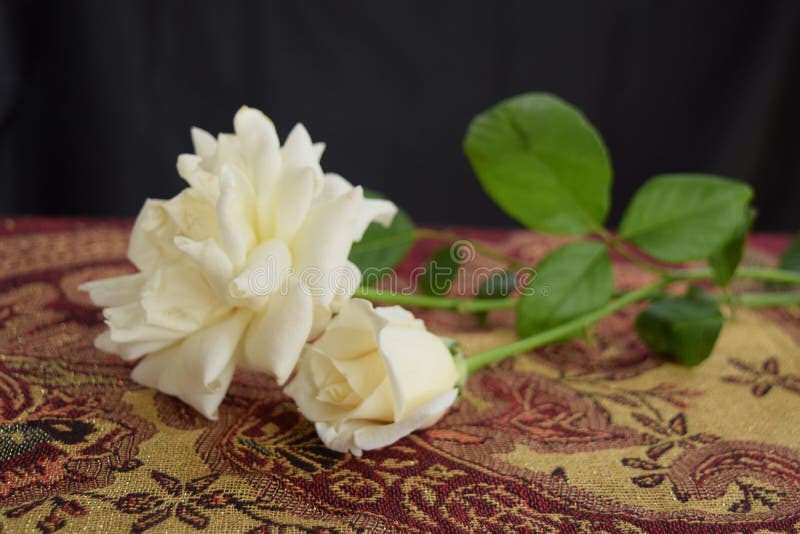 Two white roses still life stock image. Image of tablecloth - 127551359