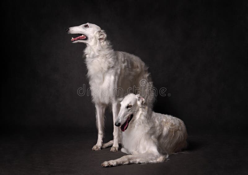 Two White Russian Borzoi Dogs Stock Photo - Image of purebred ...