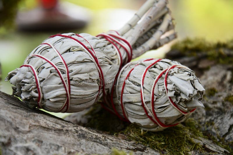 Two White Sage Smudge Sticks Close Up Stock Image - Image of medicine ...