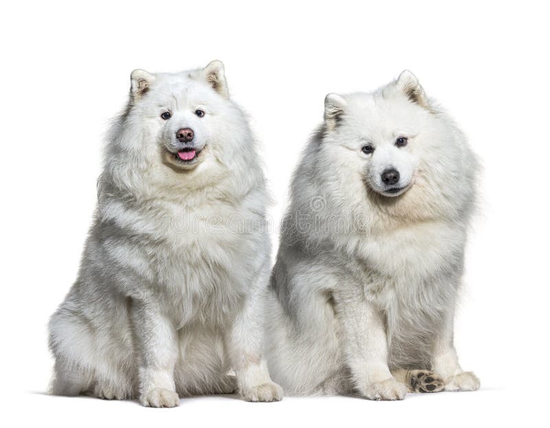 Two White Samoyed Dogs Side by Side, Isolated on White Stock Image ...