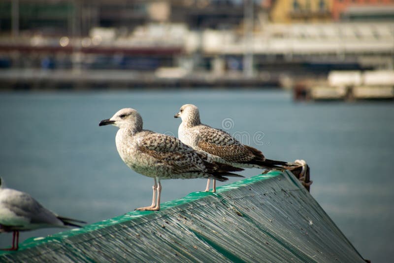 Two White Seagulls Perched Atop a Wooden Dock Stock Image - Image of ...