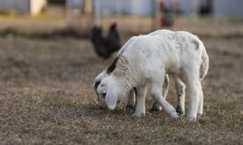 Two White Sheep Lambs Looking for Something in the Grass Stock Photo ...
