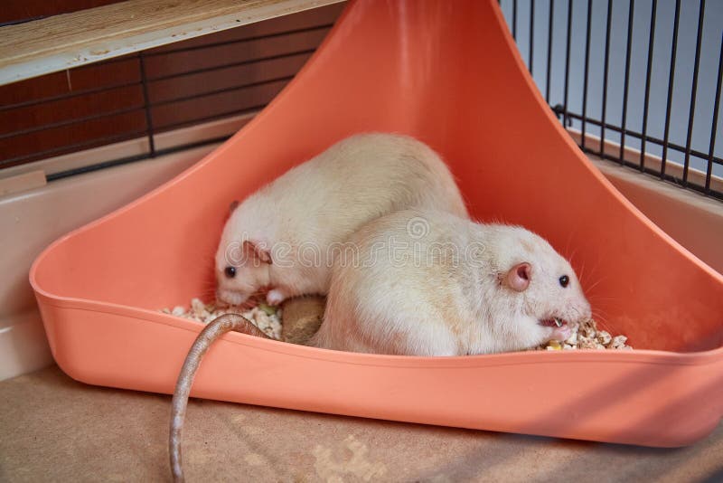 Two White Siamese Rats in a Tray in a Cage. Stock Image - Image of cage ...