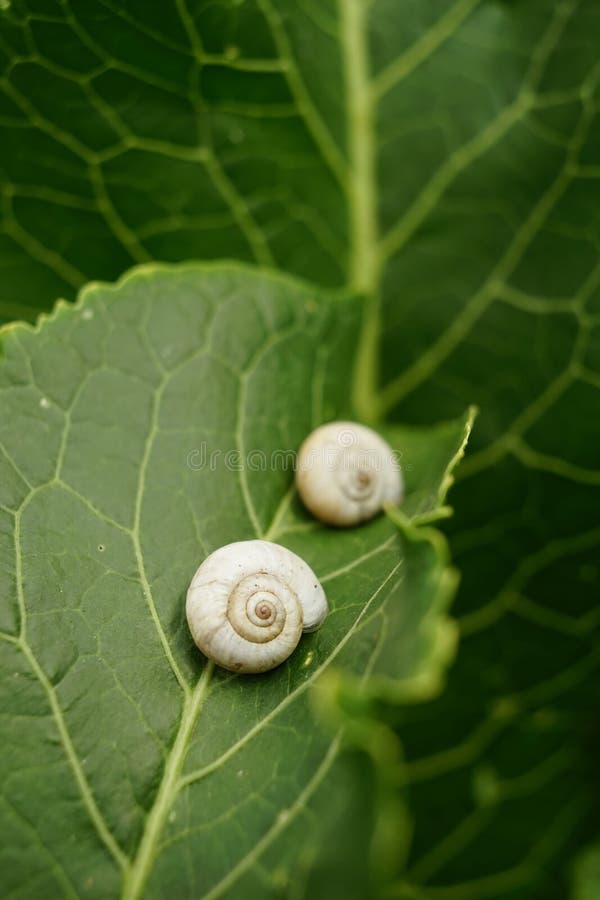 White snail shell stock photo. Image of mountain, dead - 115384612