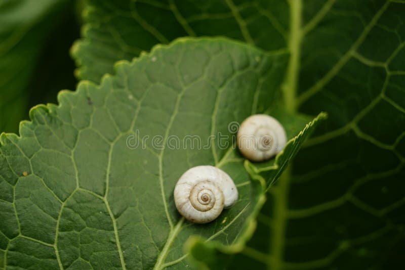 White snail shell stock photo. Image of mountain, dead - 115384612