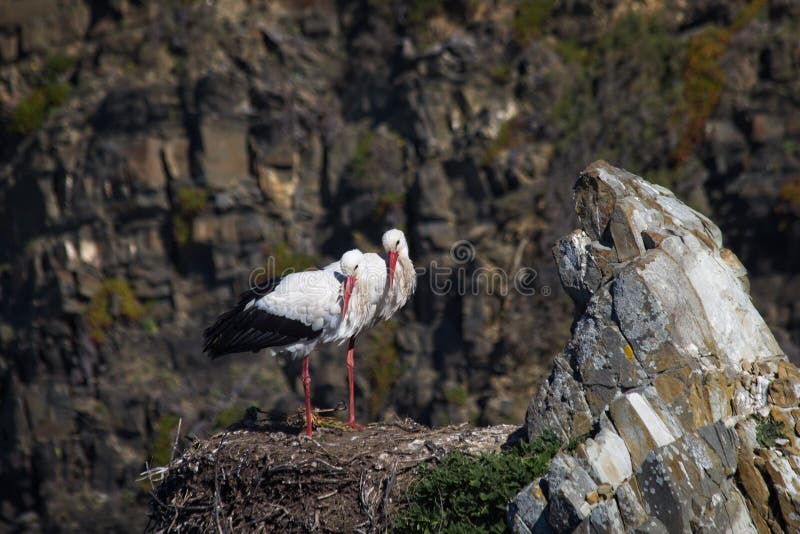 Two White Storks Standing on a Rock. Stock Image - Image of fauna ...